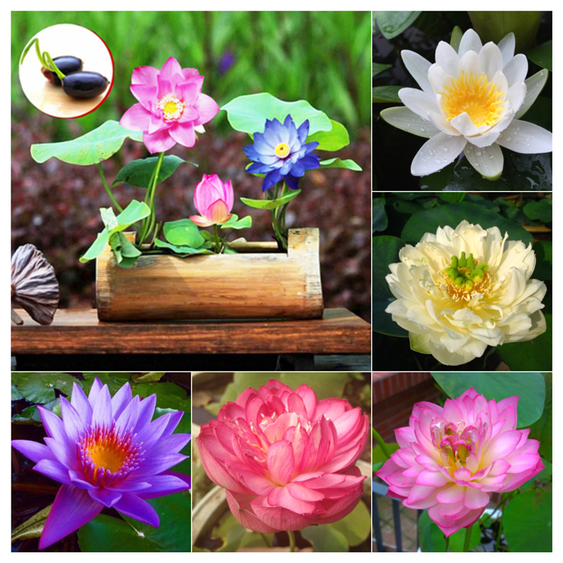 Ready to ship mixed color lotus seeds 100% genuine lotus seeds year ...