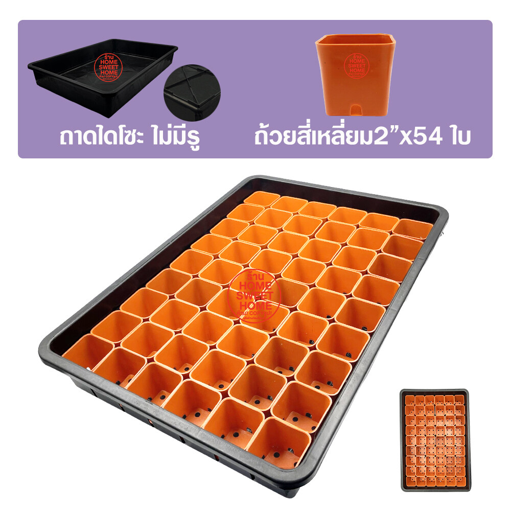 * Quick delivery * Daiso tray, Daiso tray with 2-inch pots, 54 square ...